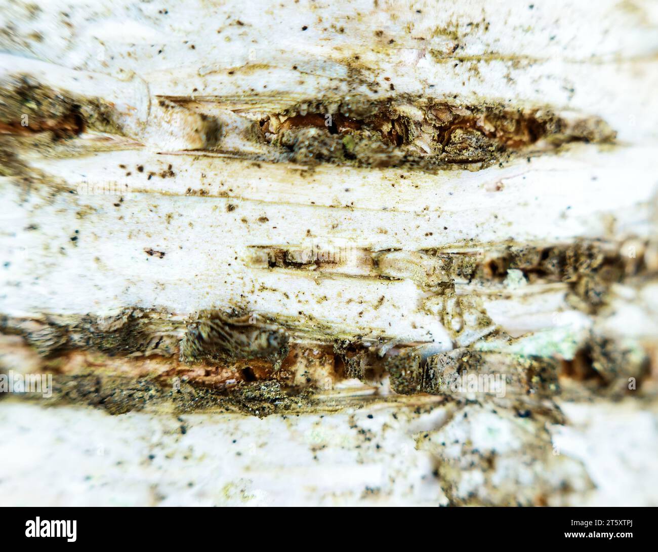 Birch bark on living tree. European white birch; weeping birch. Extreme ...