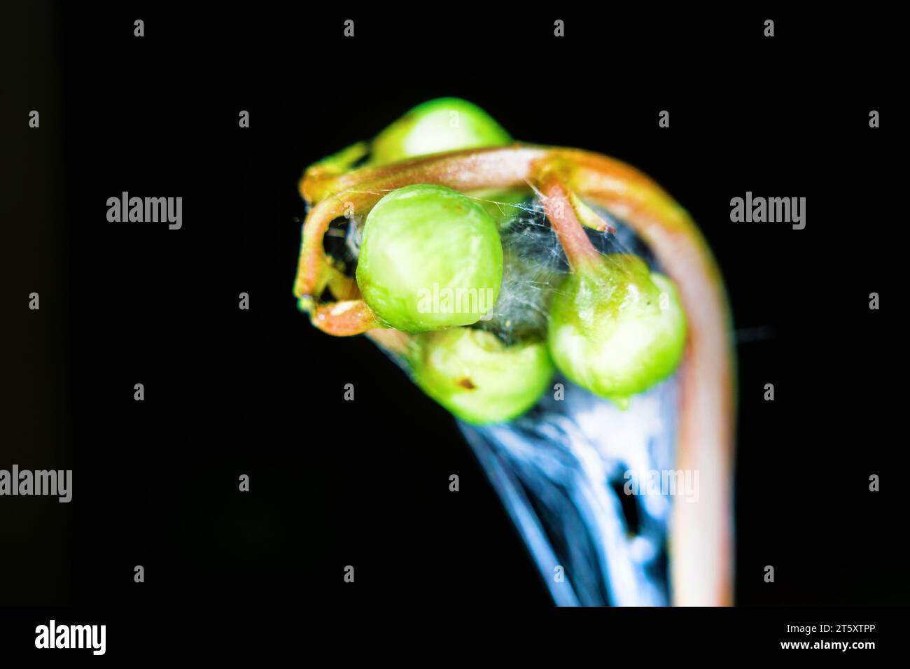 Round flower buds. Ultra macro on black Stock Photo - Alamy