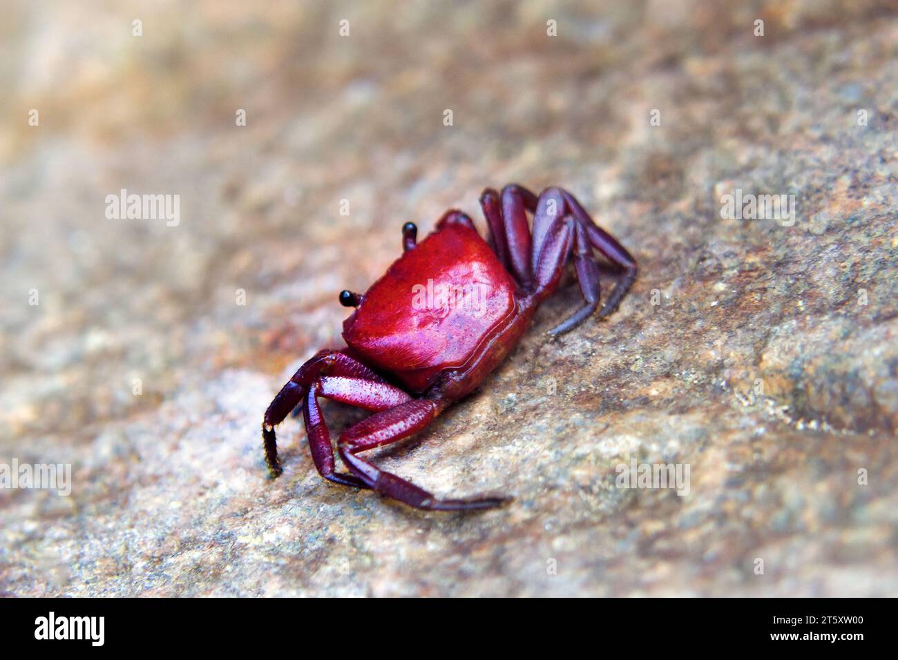 Freshwater arthropods hi-res stock photography and images - Alamy