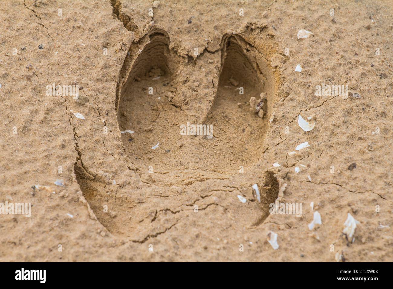 Vestigal leg hi-res stock photography and images - Alamy