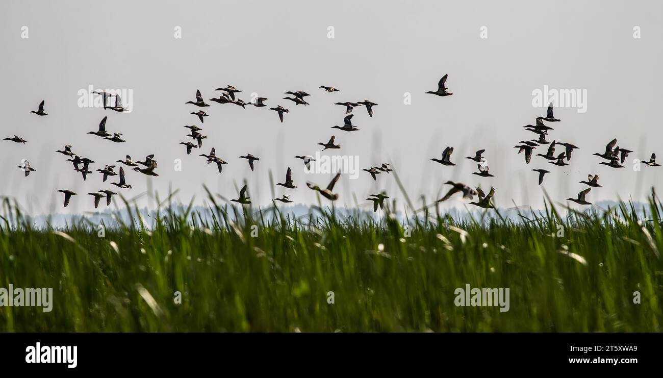 North wetland in shallow water freshwater lake with dominated by ...