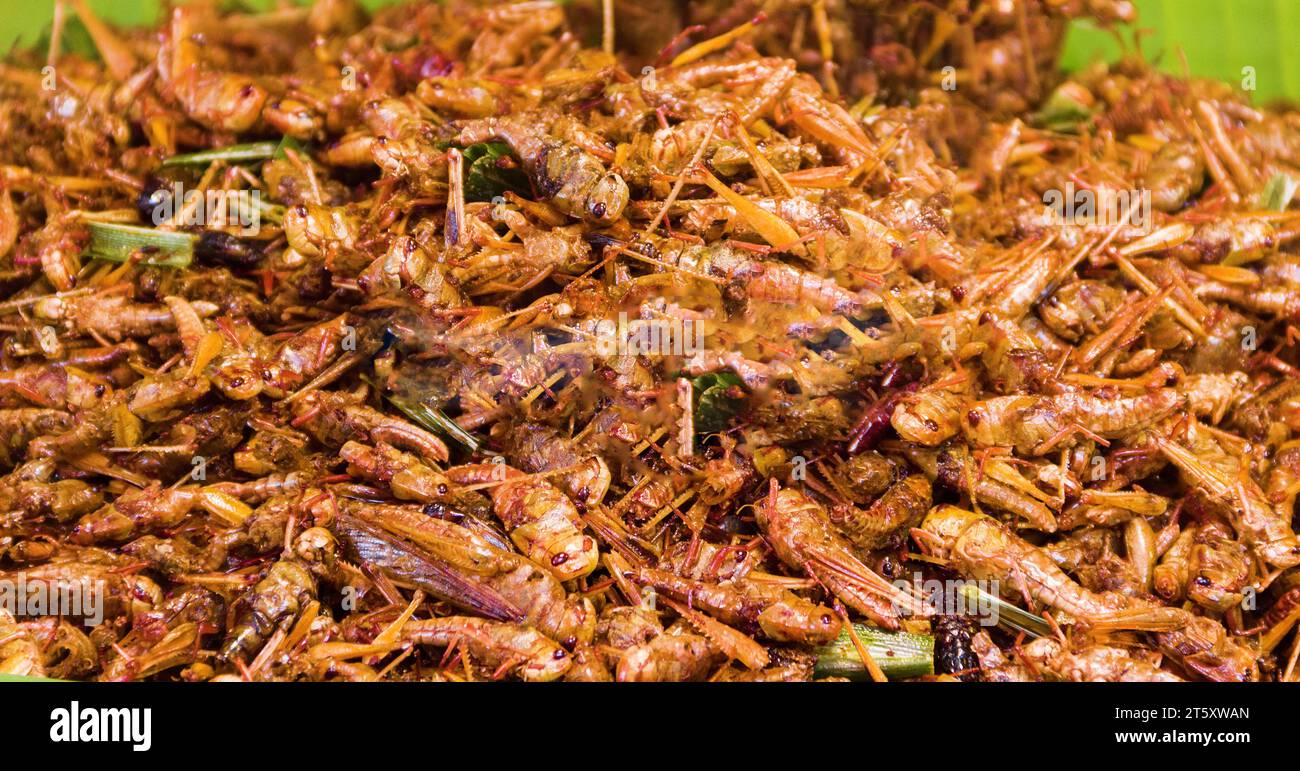 Exotic Asian food. Thai ancient cuisine. Fried insect, Bombay locust ...