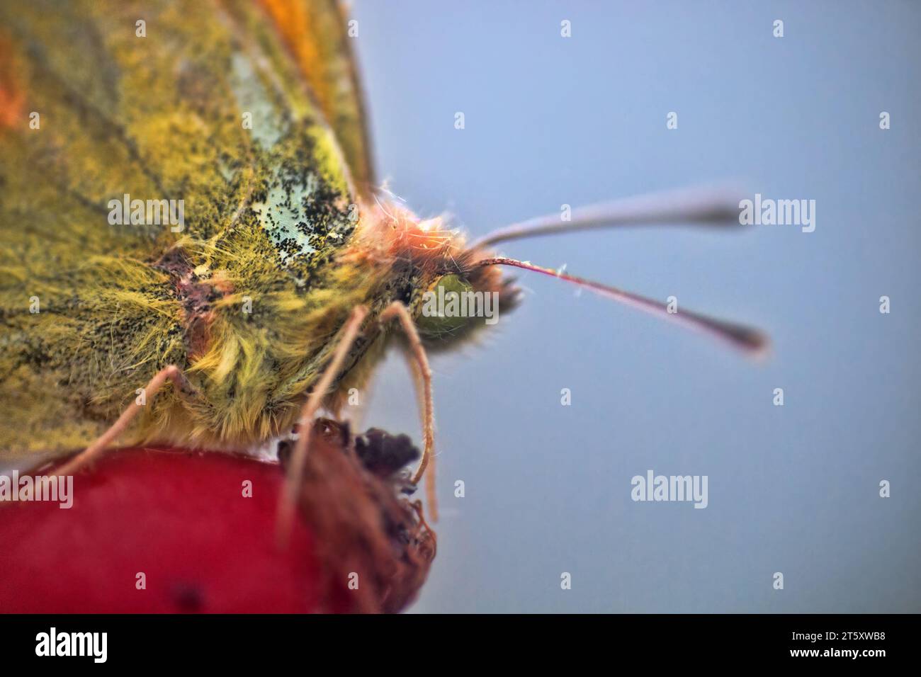 High magnification butterfly jaundice hi-res stock photography and ...