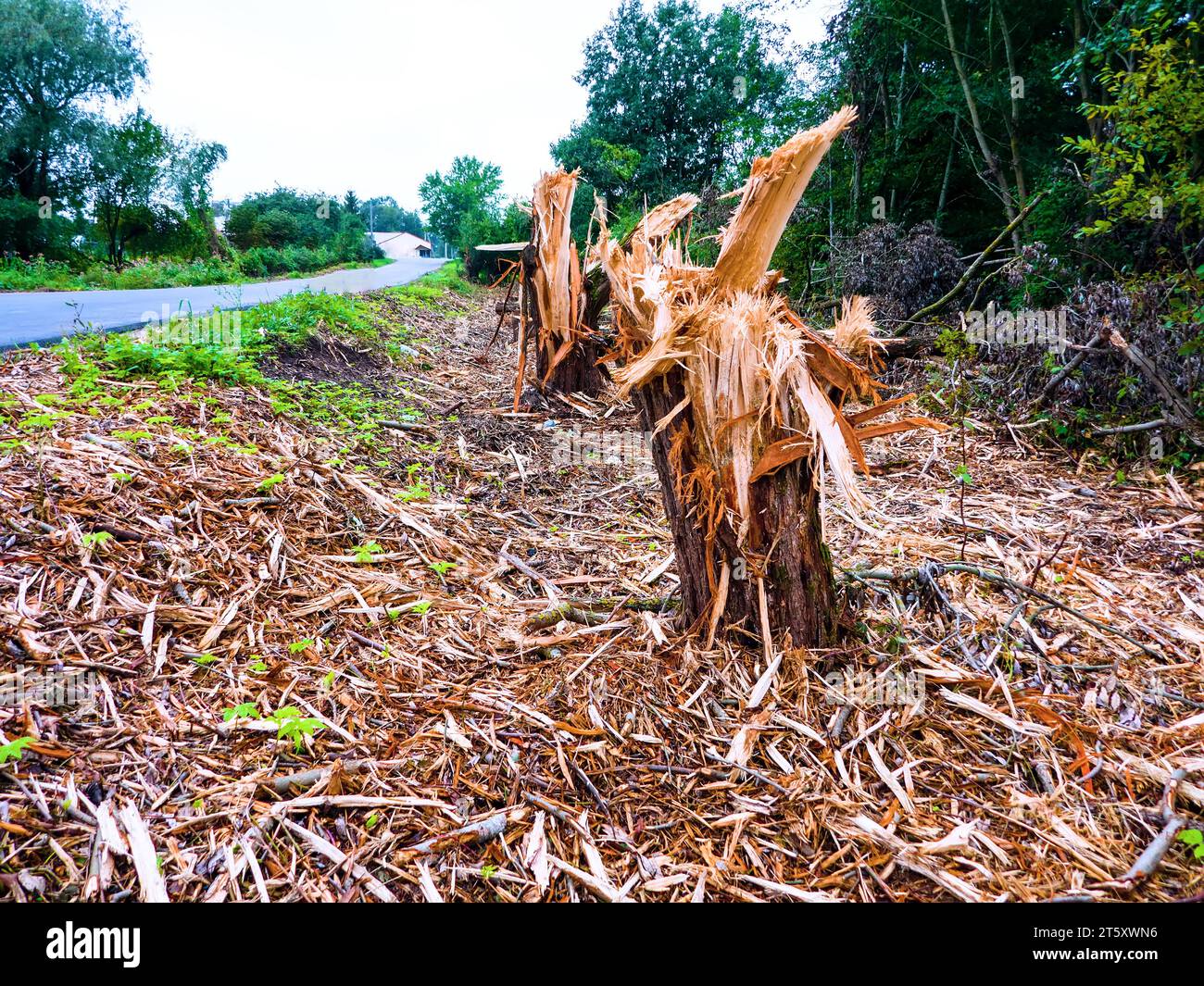 Branch chopper of felled trees. Widening the highway and clearing ...