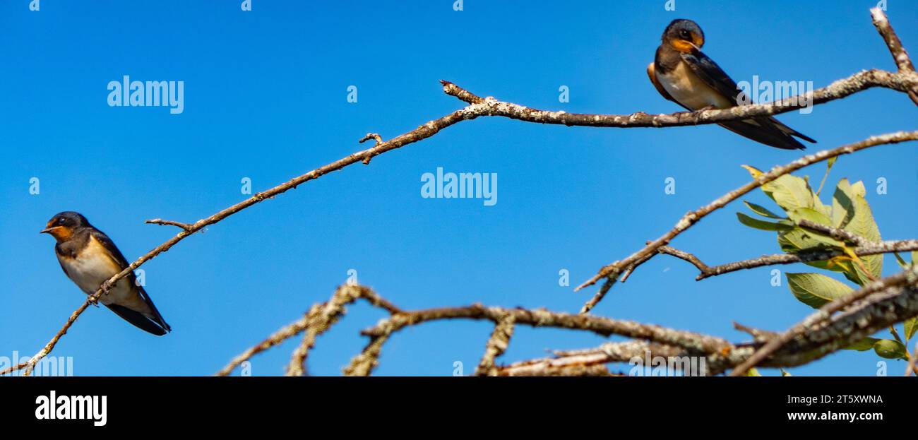 A brood of common swallow (Hirundo rustica) has left the nest and lives ...