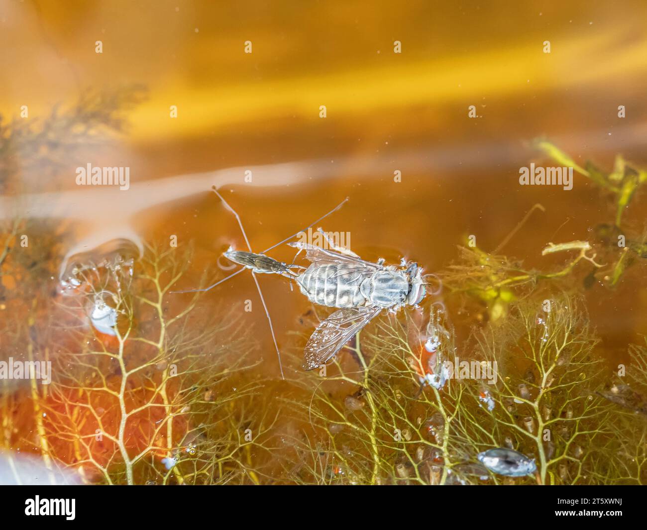 Appetitive behavior hi-res stock photography and images - Alamy