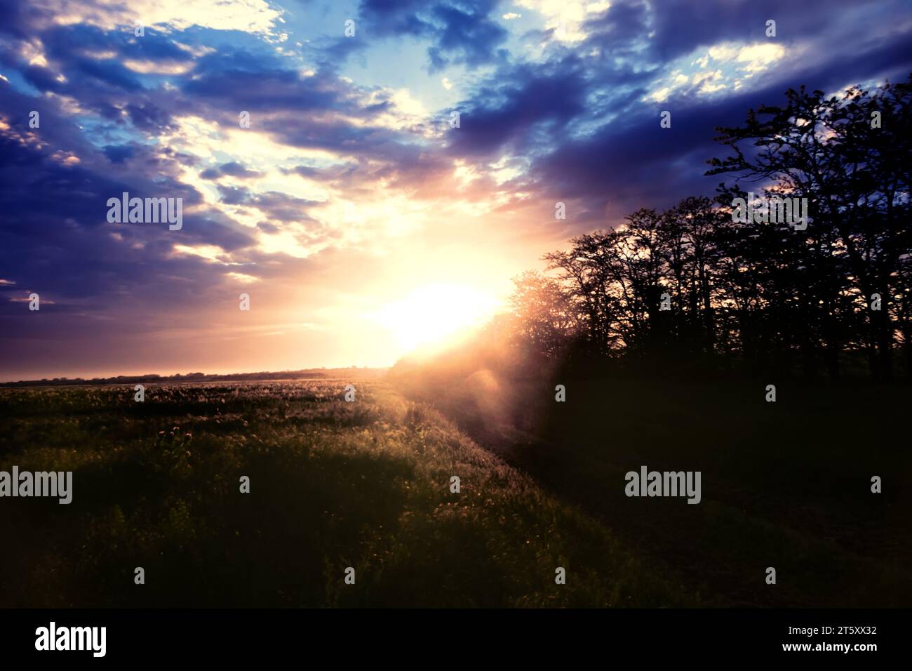 Agricultural engineering. Tree belt area (shelter belt). Such ...