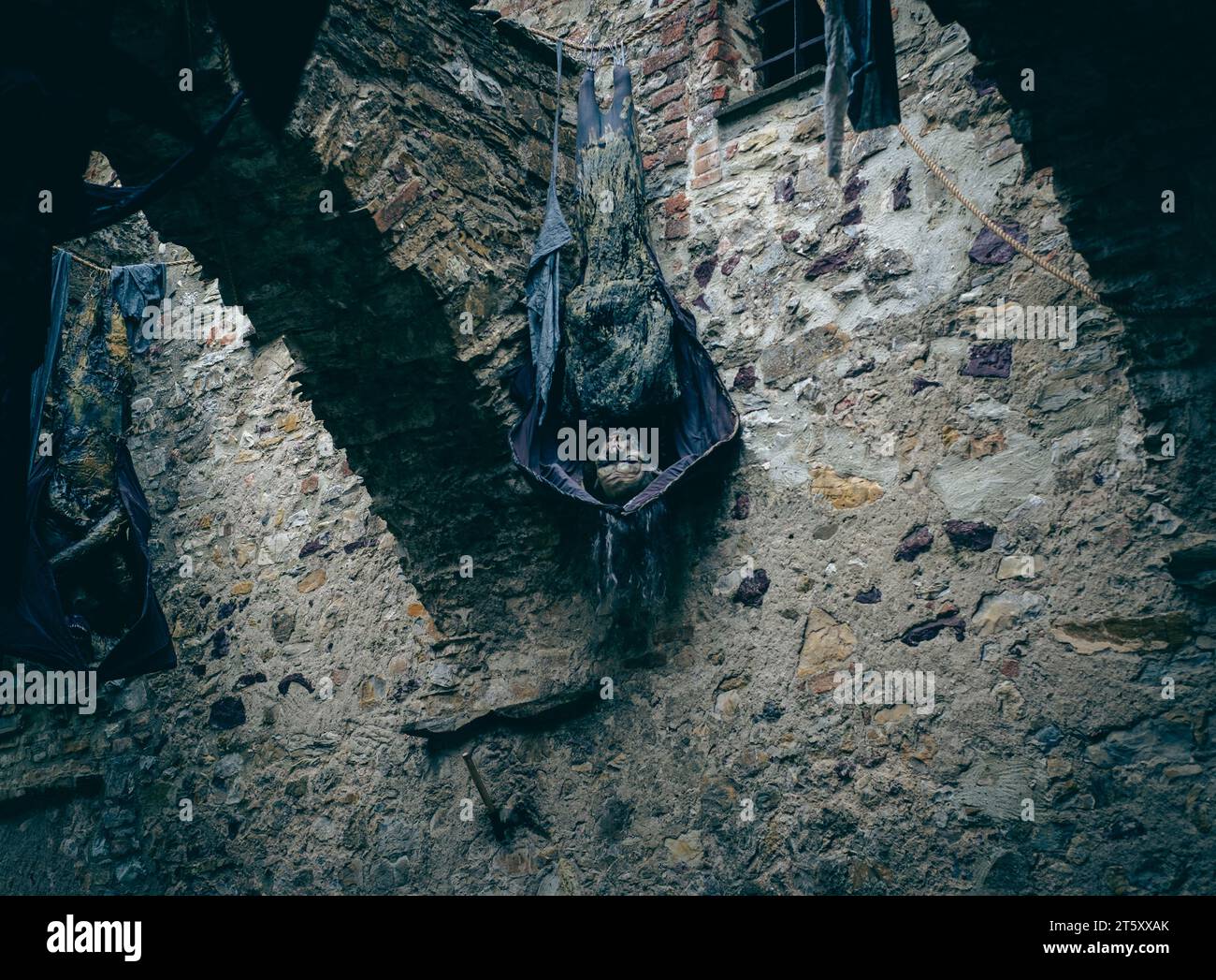 Vampire hanging upside down between castle walls. Halloween costume ...