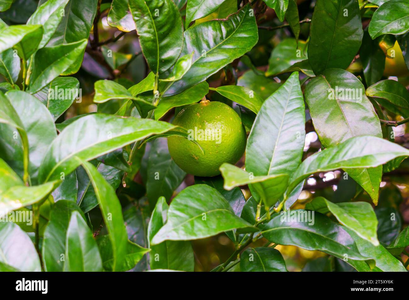 Bigarade orange hi-res stock photography and images - Alamy