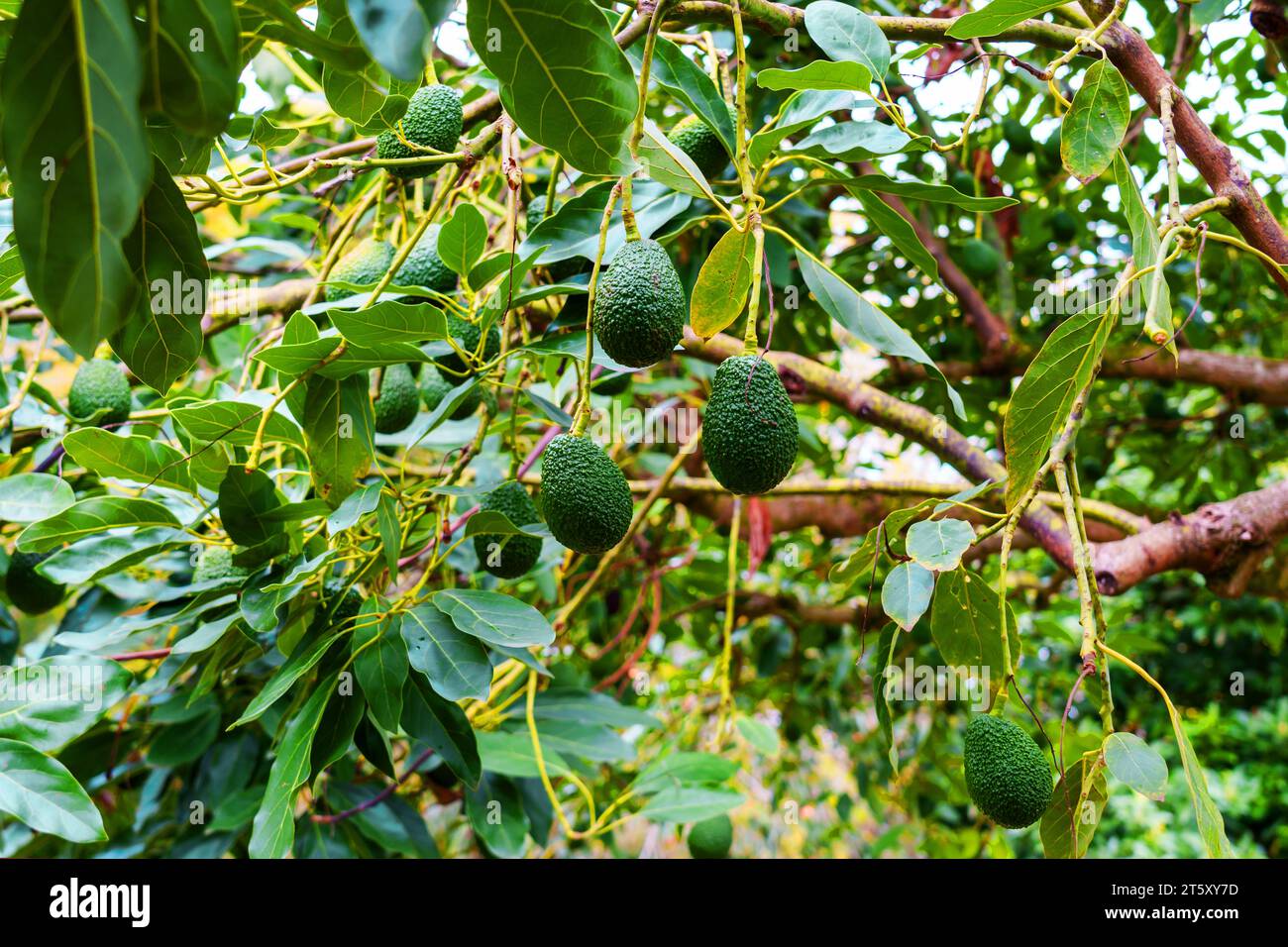 Growing avocado fruits hanging on a Persea americana tree branch close ...