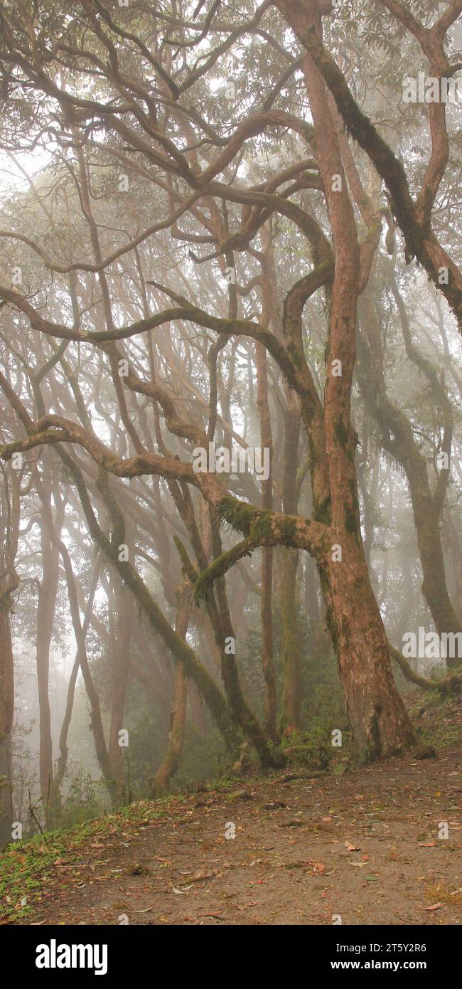 Beautiful shaped Laligurans, rhododendron in Nepal Stock Photo - Alamy