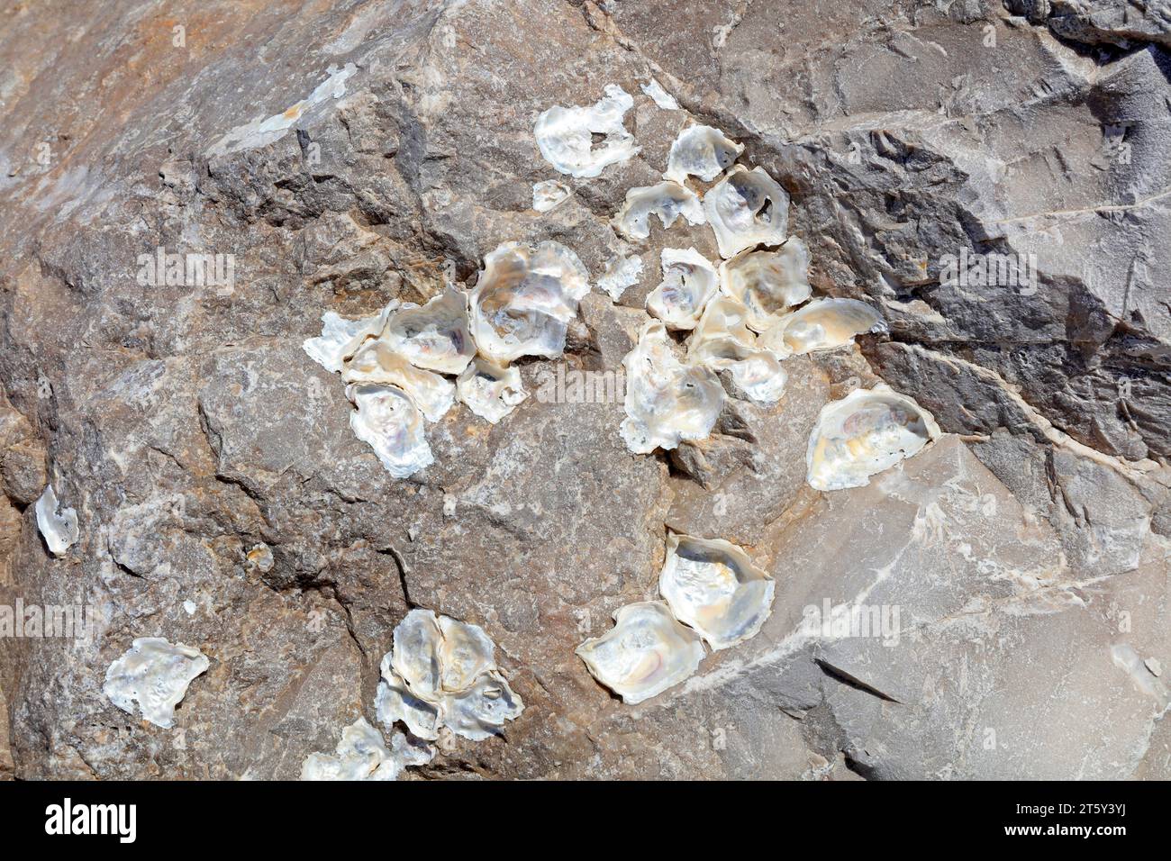 Irregular shells hi-res stock photography and images - Alamy