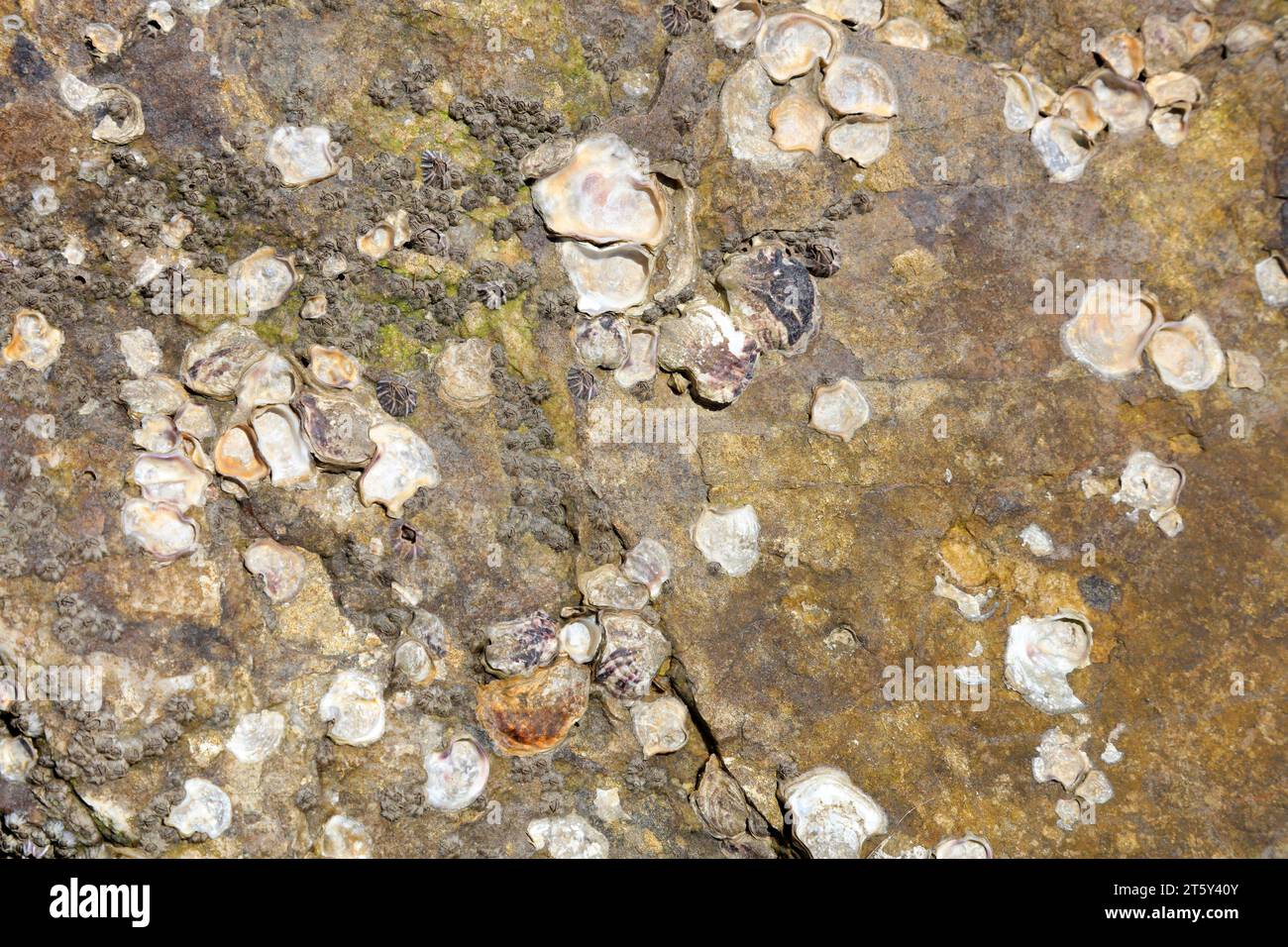 Irregular shells hi-res stock photography and images - Alamy