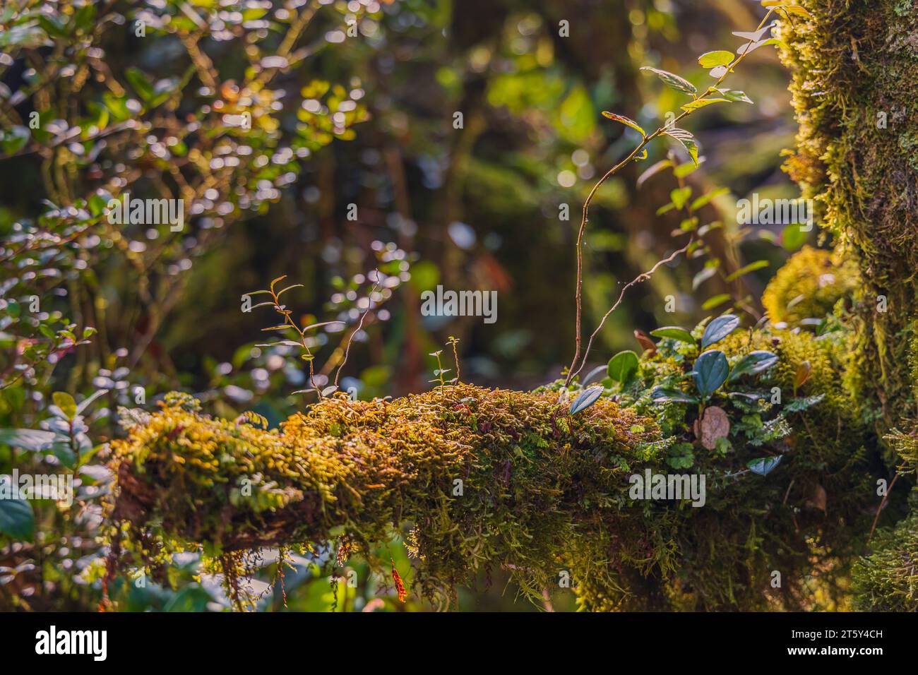 Moss from Mossy Highland, Cameron Highland, Pahang Malaysia Stock Photo ...