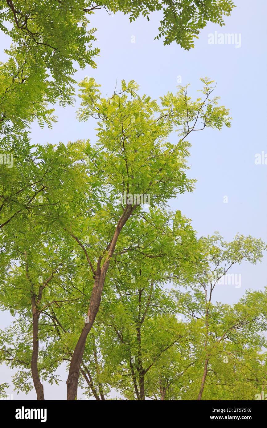 Pagoda tree in the sky Stock Photo - Alamy