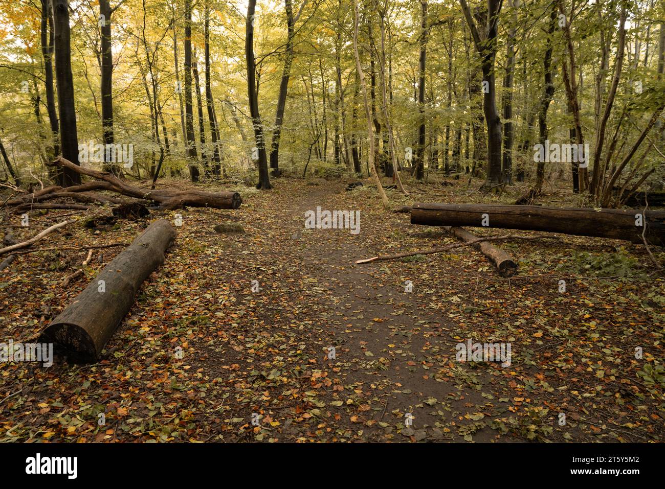 Hiking trail in the calm woods during late summer early autmun Stock ...