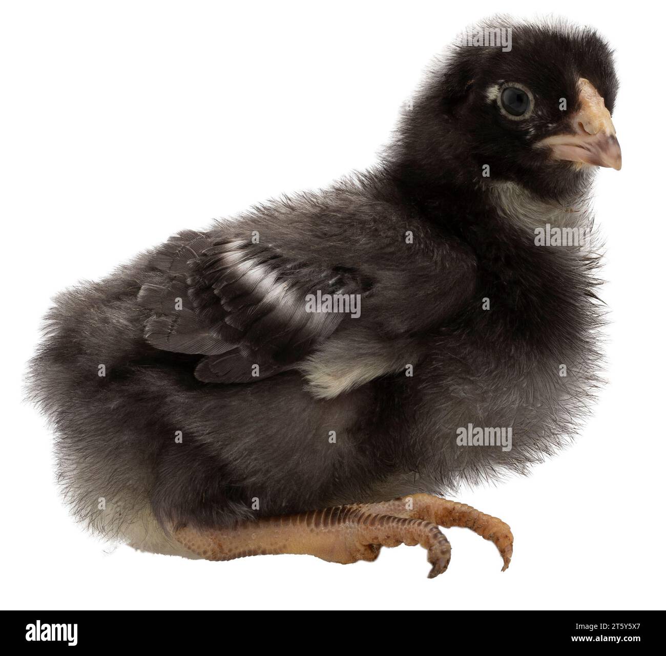 Very young chicken chick from the Dominique breed that looks surprised ...