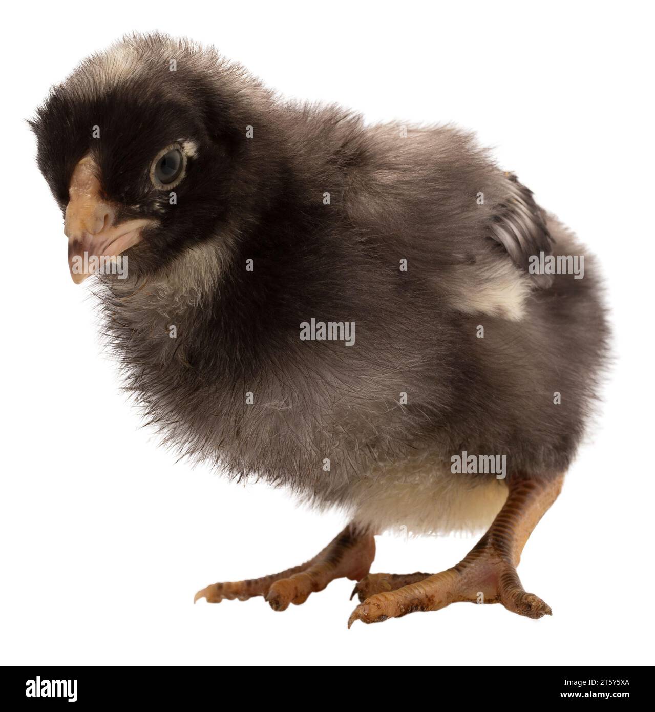 Face on chicken animal studio hi-res stock photography and images - Alamy