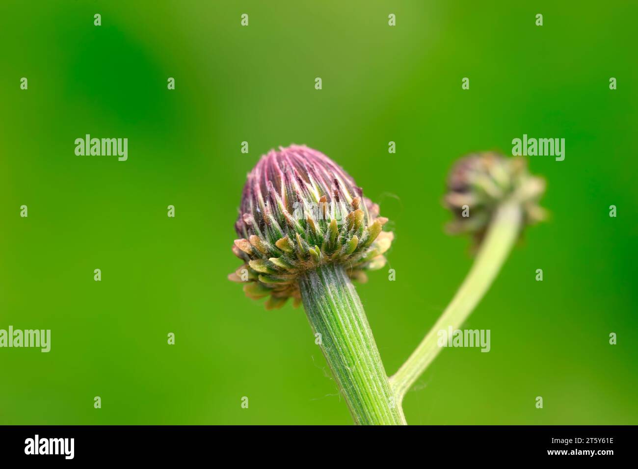 Weed buds in the wild Stock Photo - Alamy