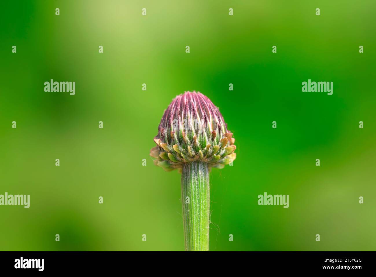 Weed buds in the wild Stock Photo - Alamy