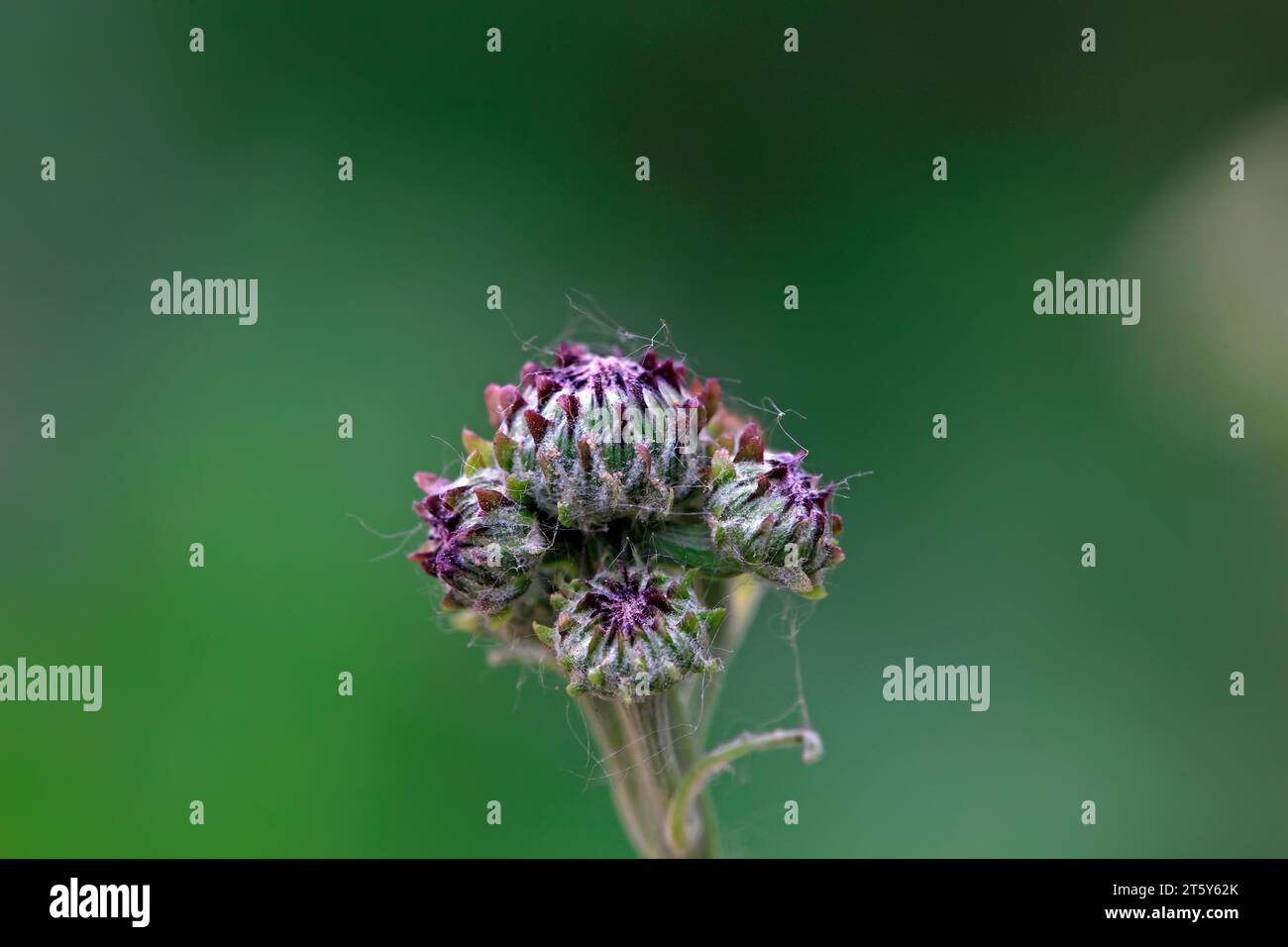 Weed buds in the wild Stock Photo - Alamy