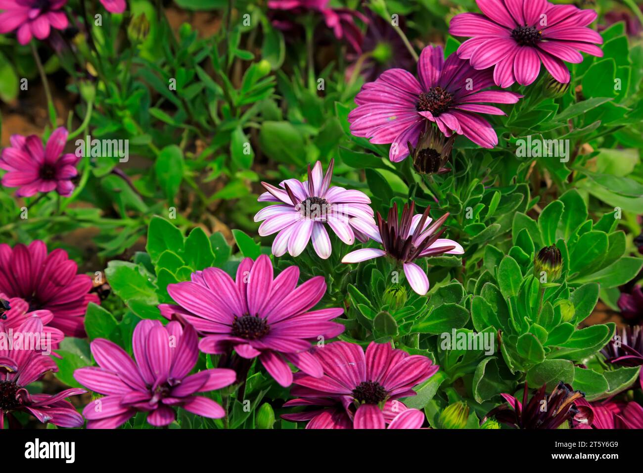 African marigold, closeup of photo Stock Photo - Alamy