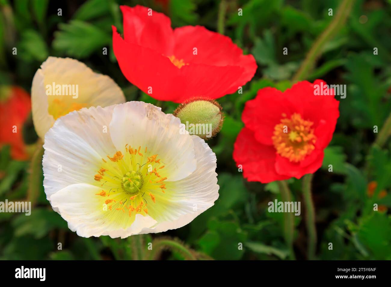 Corn poppy flowers in a garden Stock Photo - Alamy