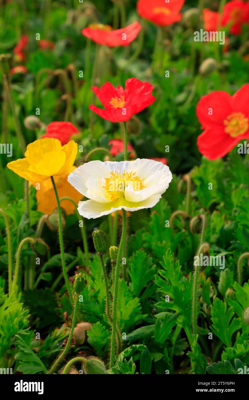 Corn poppy flowers in a garden Stock Photo - Alamy