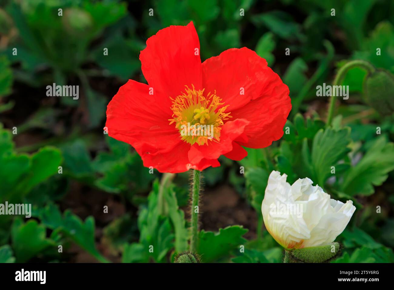 Corn poppy flowers in a garden Stock Photo - Alamy