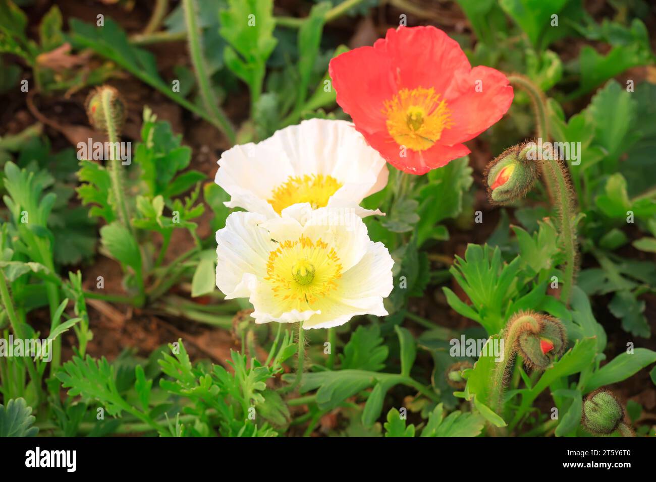 Corn poppy flowers in a garden Stock Photo - Alamy