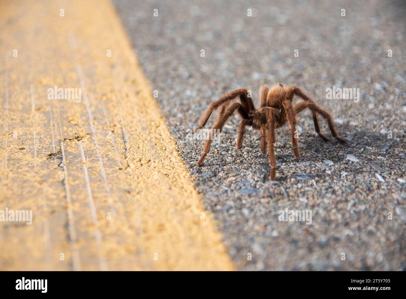 Male tarantulas emerge from their burrows in the fall to search for a ...