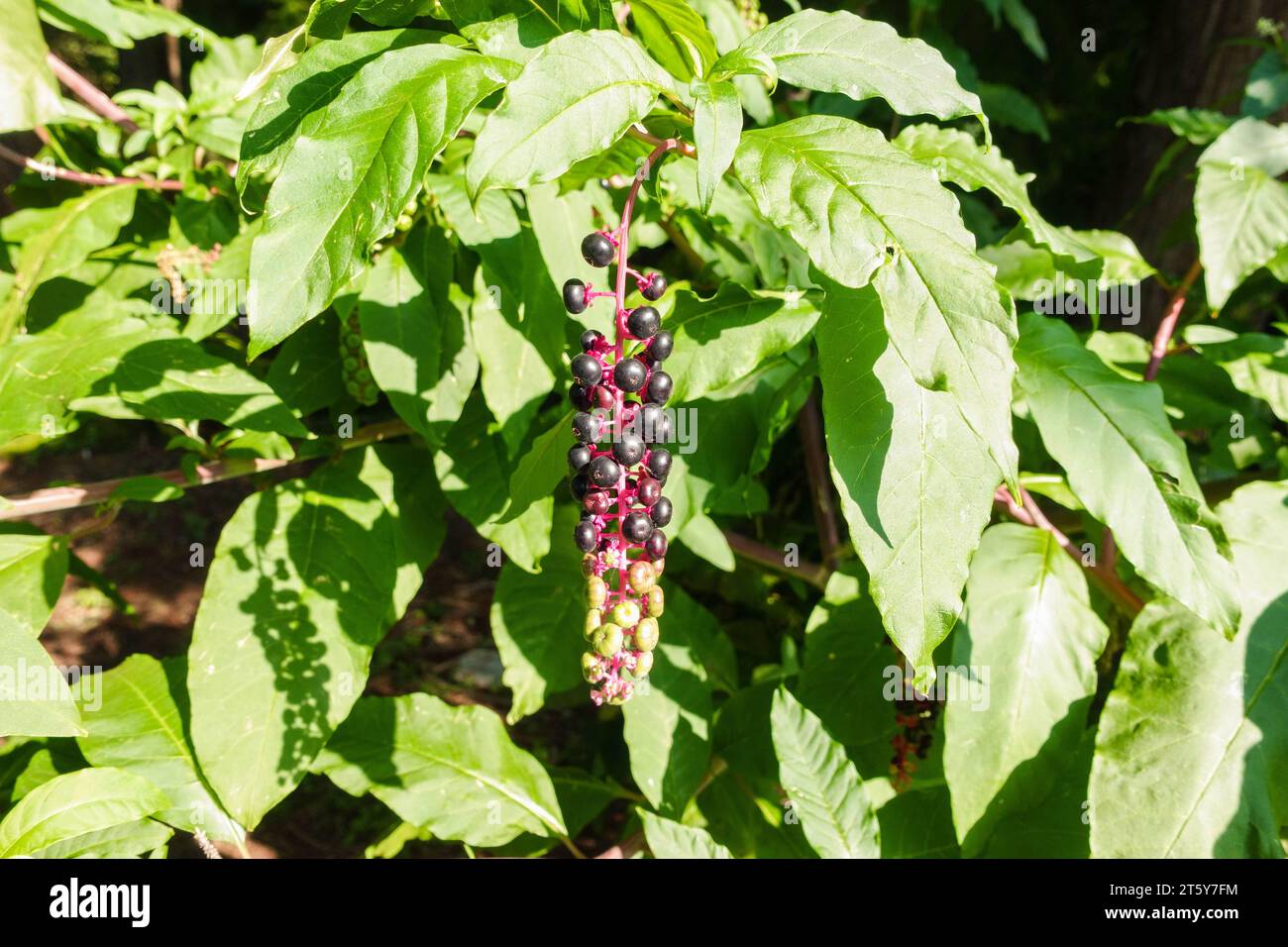American pokeweed (Phytolacca americana) a perennial plant that becomes poisonous as it ages ...