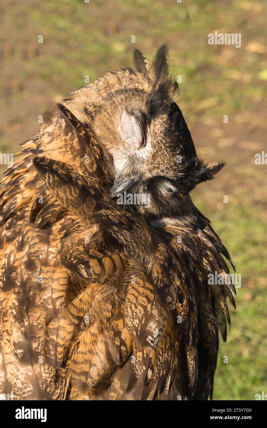 Eurasian Eagle Owl (Bubo bubo) preening it's wing feathers, York ...