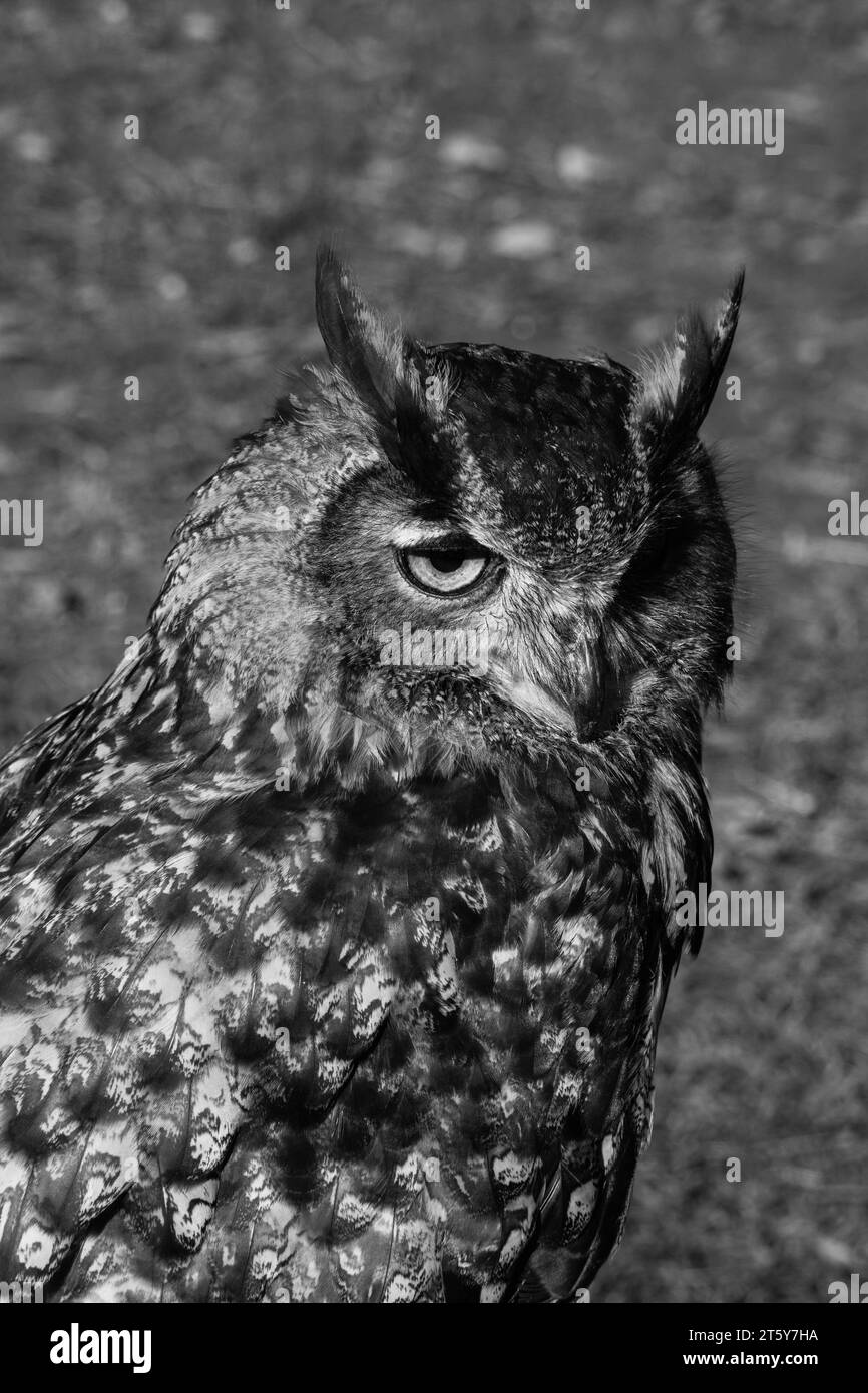 Eurasian Eagle Owl (Bubo bubo) preening it's wing feathers, York ...