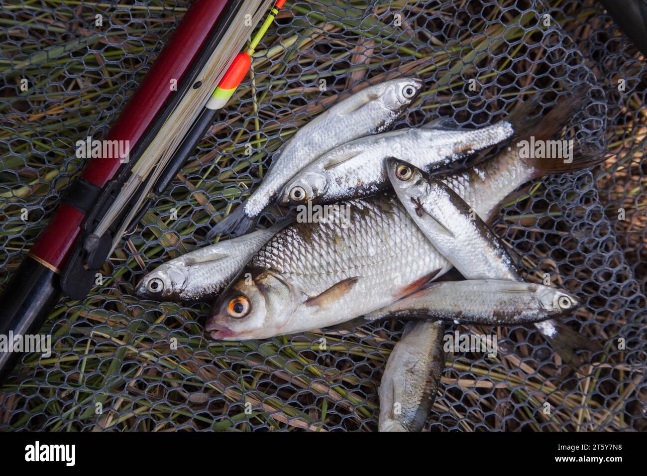 Catching fish. A lot of bleak known as Alburnus Alburnus and common ...
