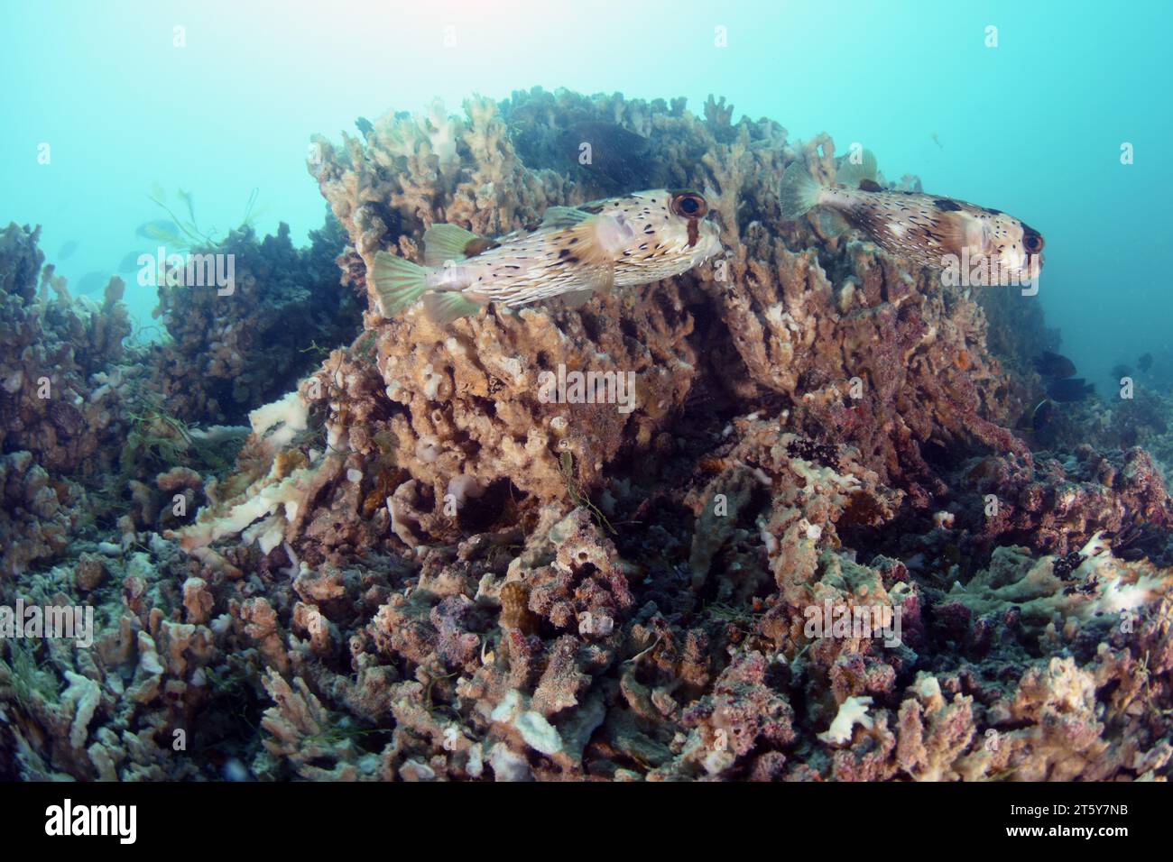 underwater corals destroyed by hurricane dead coral reef. Global ...