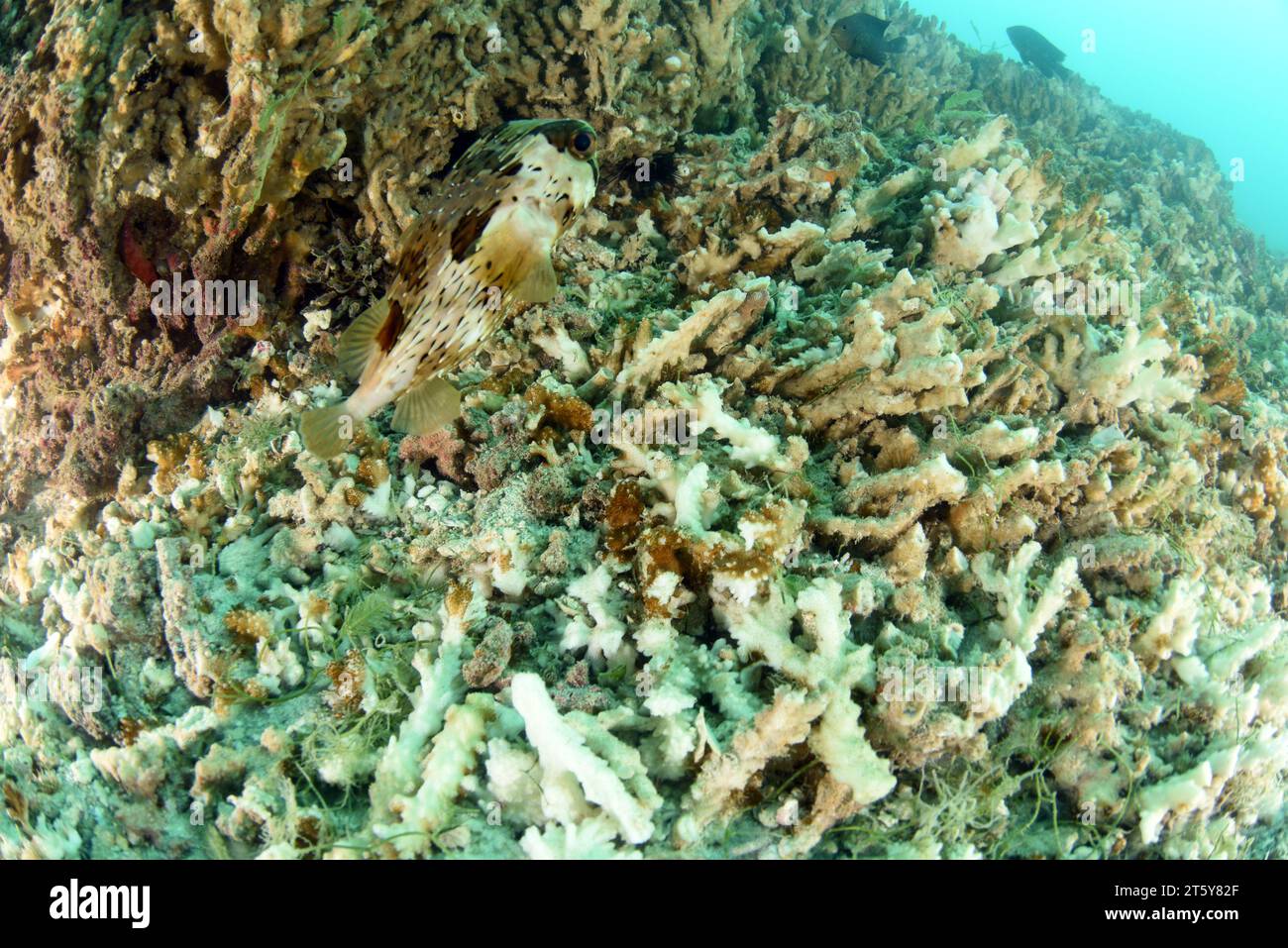 underwater corals destroyed by hurricane dead coral reef. Global ...
