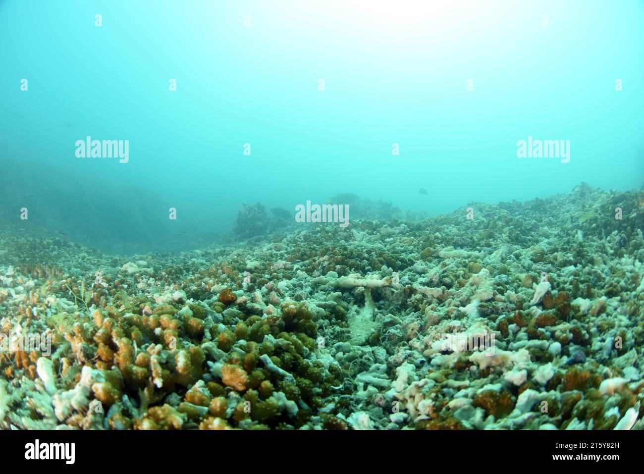 underwater corals destroyed by hurricane dead coral reef. Global ...