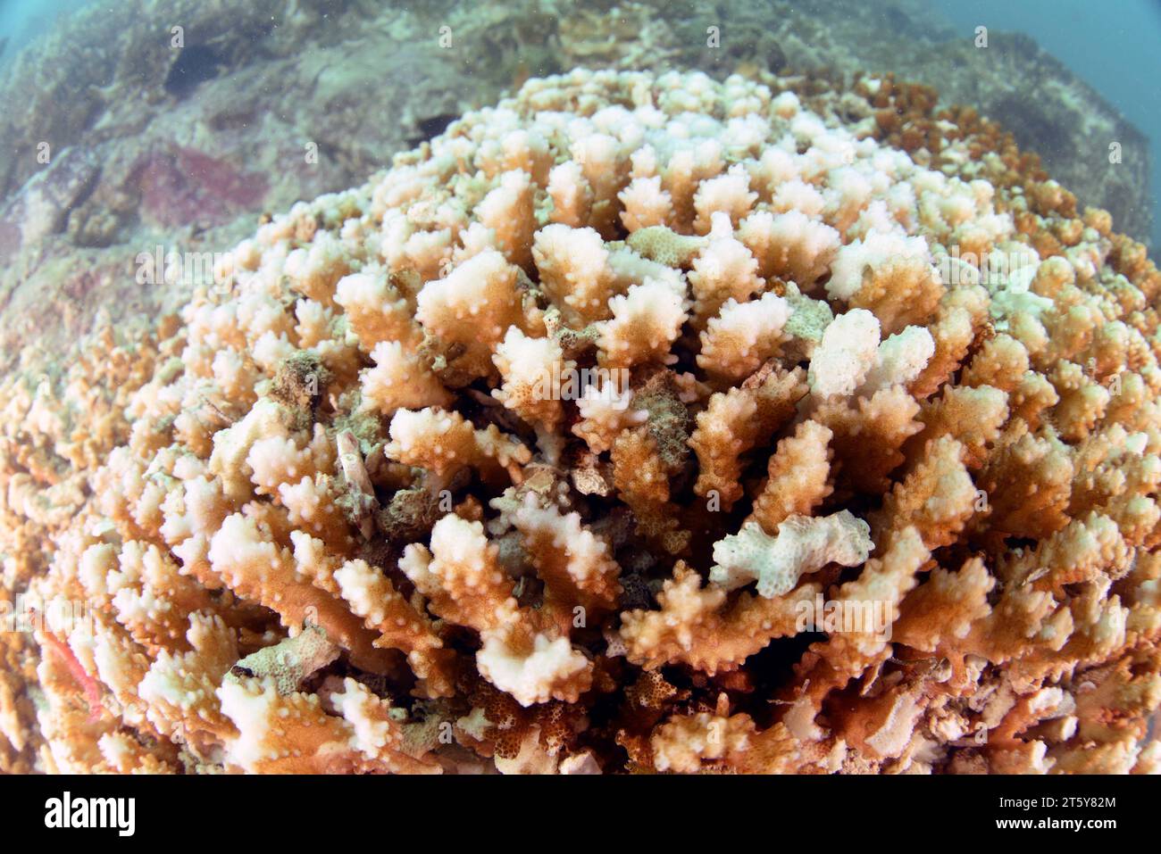 underwater corals destroyed by hurricane dead coral reef. Global ...