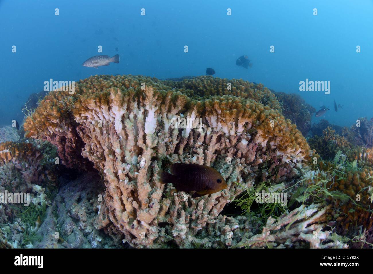 underwater corals destroyed by hurricane dead coral reef. Global ...