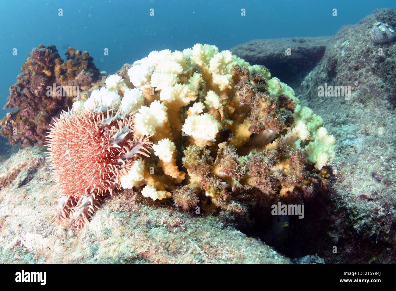 A crown of thorns sea urchin sea star eating corals Stock Photo - Alamy