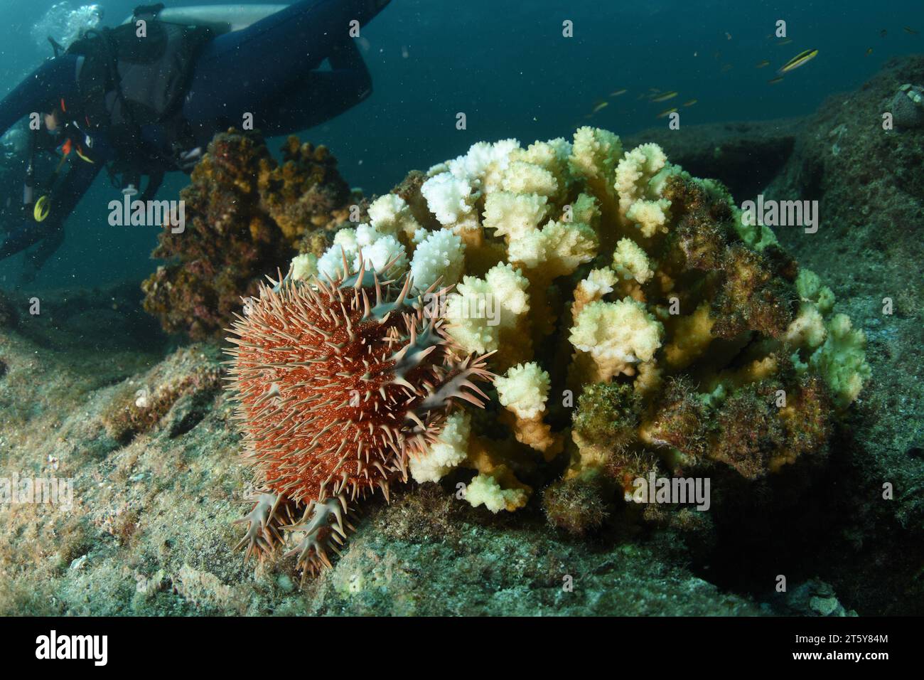 A crown of thorns sea urchin sea star eating corals Stock Photo - Alamy