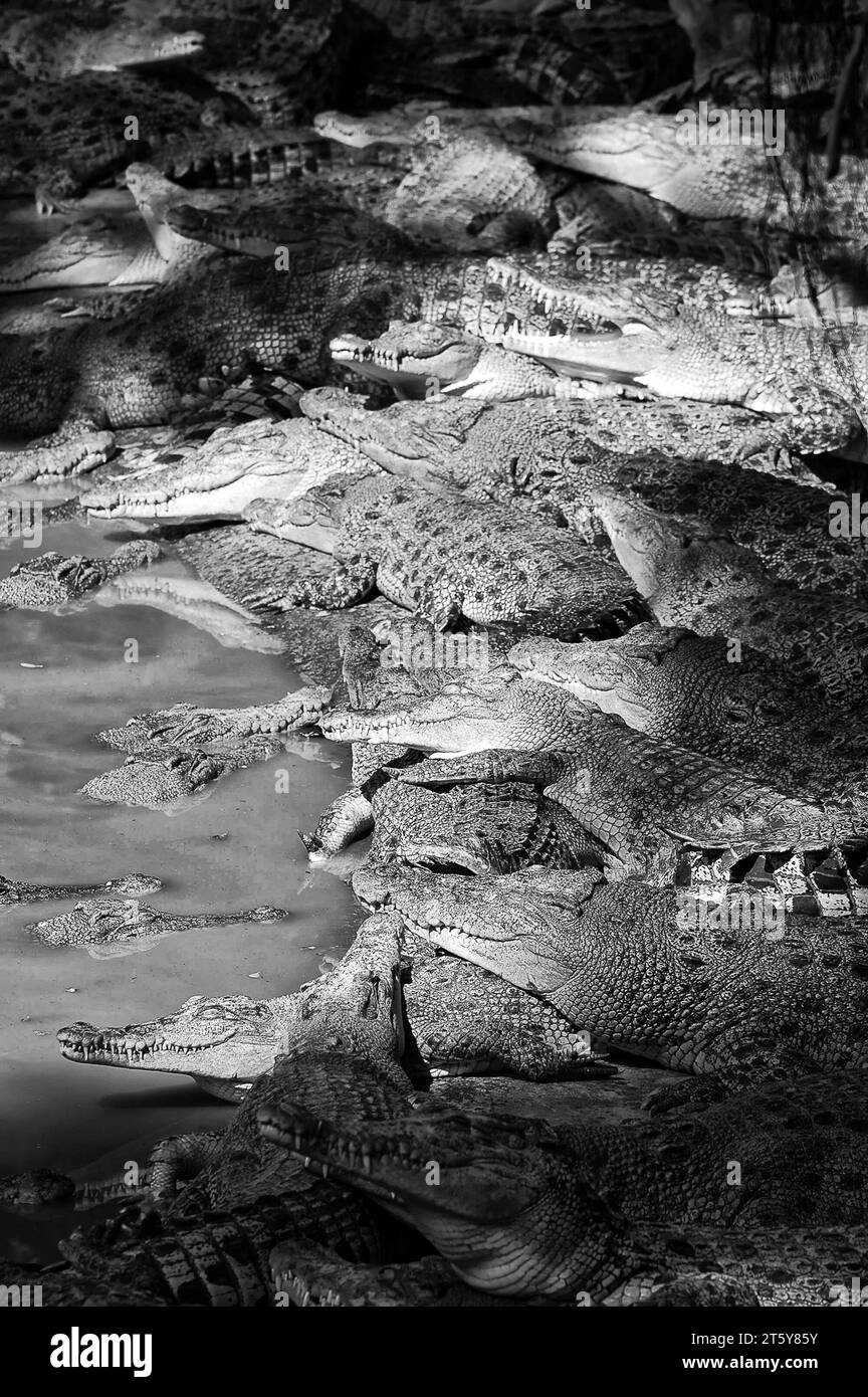 Aquatic reptiles Black and White Stock Photos & Images - Alamy