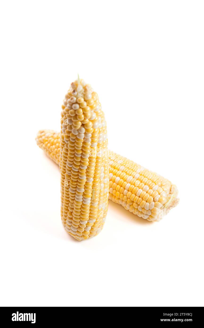 Two ears of ripe corn with soft shadow isolated on white background ...