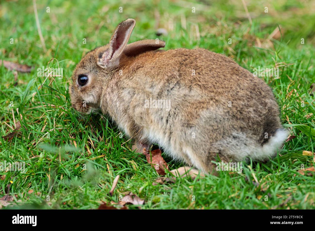 Fluffy tail hi-res stock photography and images - Alamy