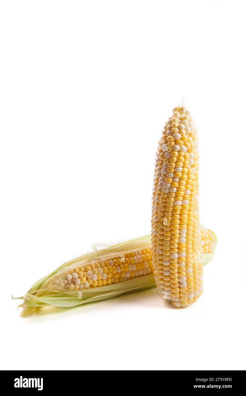 Two ears of ripe corn with soft shadow isolated on white background ...