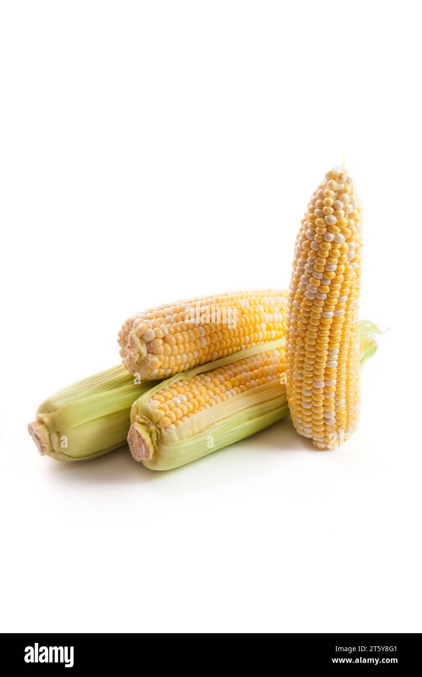 Several ears of ripe corn with soft shadow isolated on white background ...