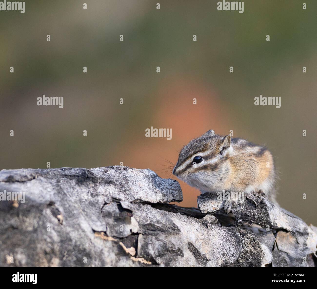 Least chipmunk on tree linb looking Stock Photo - Alamy