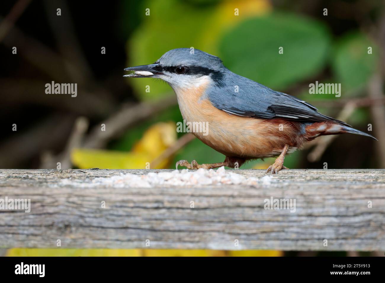 Nuthatch Sitta europaen, winter plumage blue grey upperparts black eye ...