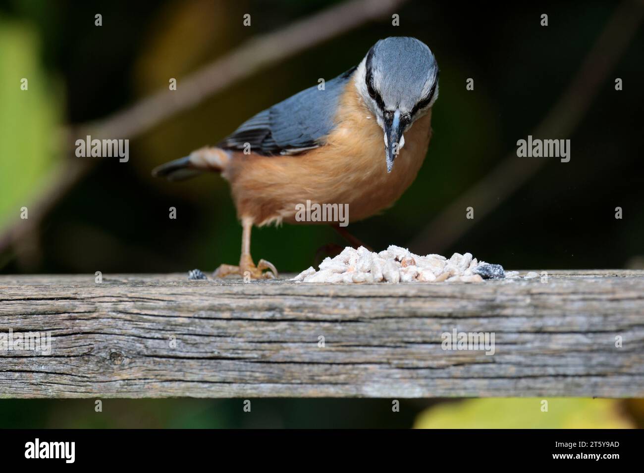 Orange buff underside parts hi-res stock photography and images - Alamy